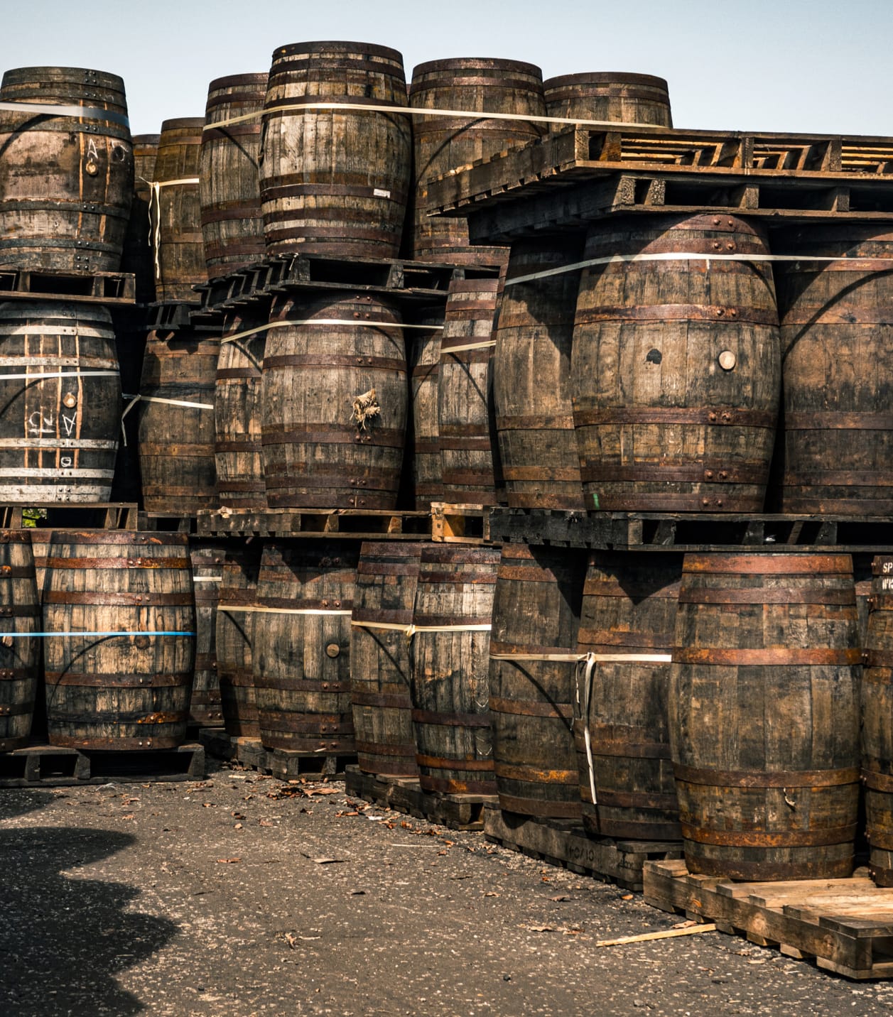 Elizabeth Yard | Holyrood Distillery