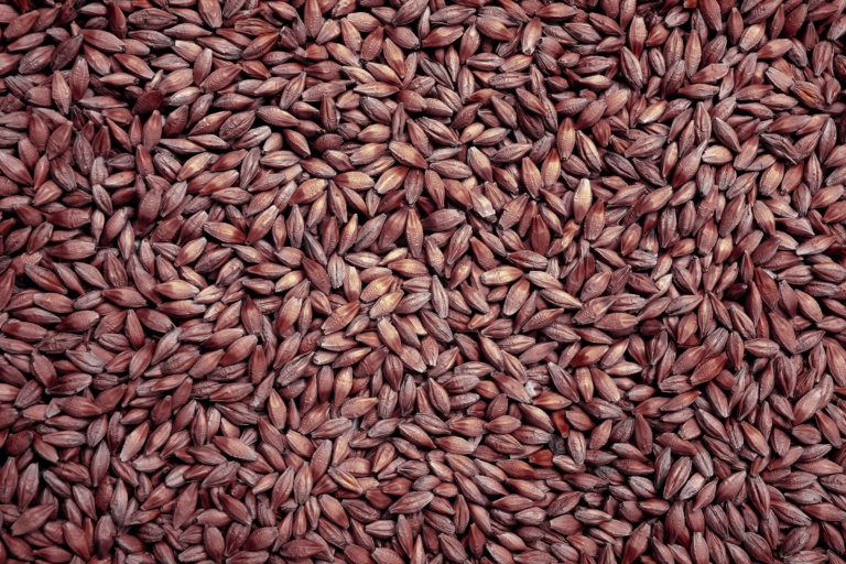 Chocolate Malt - Holyrood Distillery